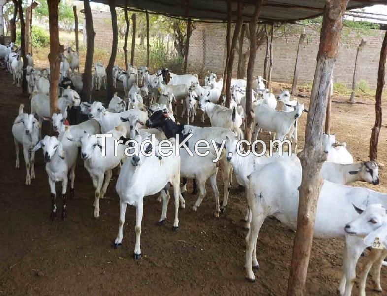 Full Breed Boer Goats / Boer Goats / Saanen Goats / Anglo-Nubian Goats ... Full Breed Boer Goats / Boer Goats / Saanen Goats / Anglo-Nubian Goats ...