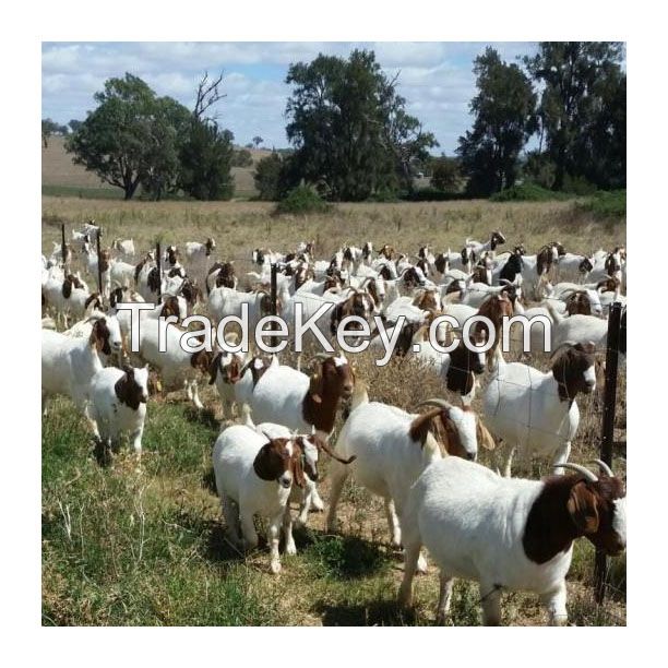 South Africa Live Pure Breed Boer Goat / 100% Full Blood Live Boer Goats / Live Goats. By ...