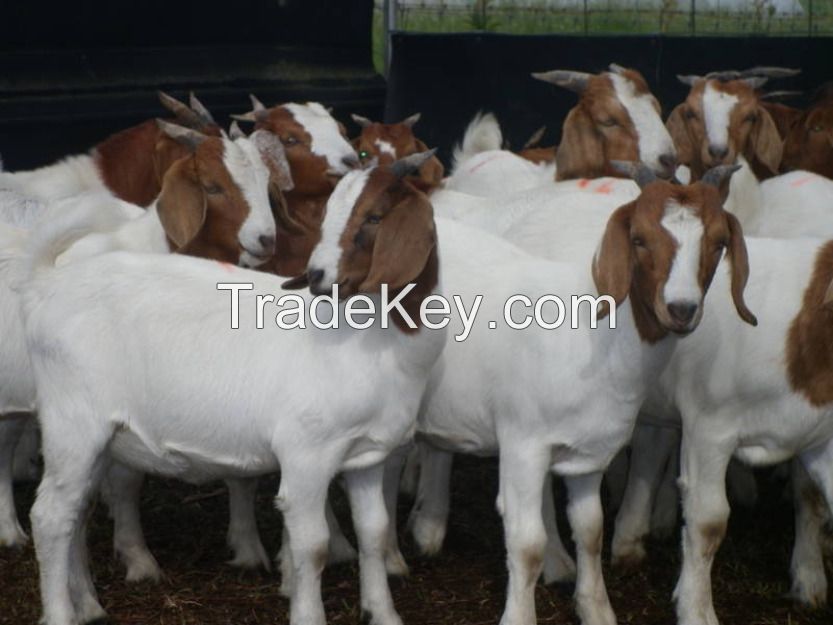 Livestock Full Blood Boer Goats for sale By jamkom multi trading pty, South Africa